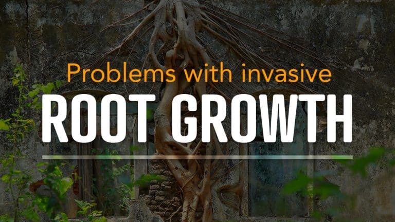 The Problems with Invasive Root Growth | All Stake Supply