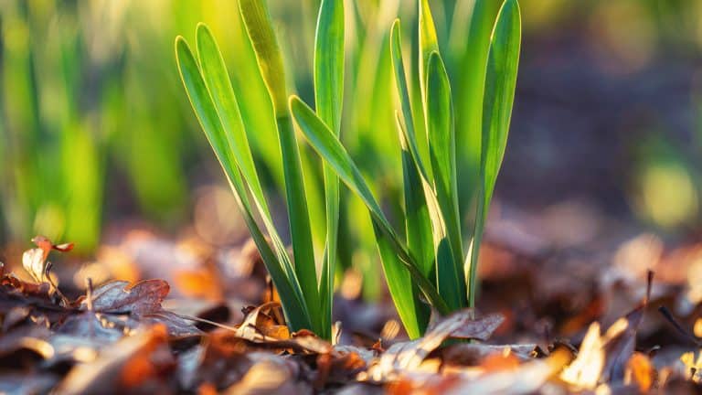 Revegetation Techniques and Erosion Control for Your Garden - All Stake ...