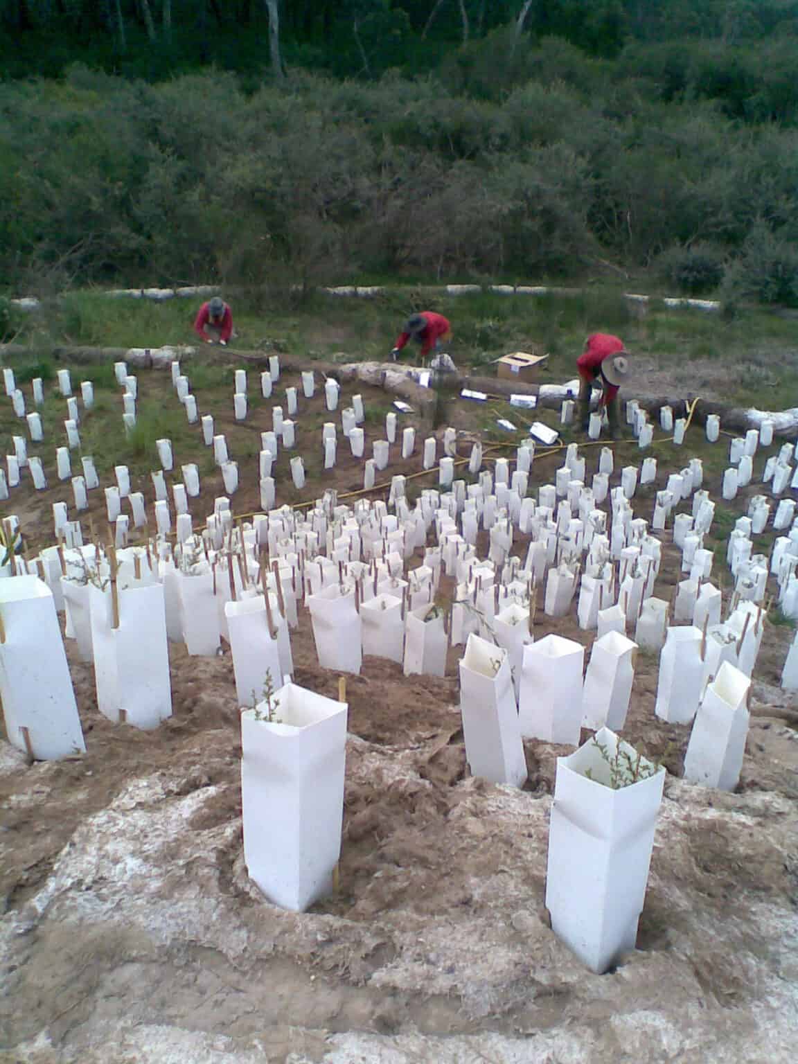 Milk Carton Tree Guards 2 Litre - 250 Pack - All Stake Supply