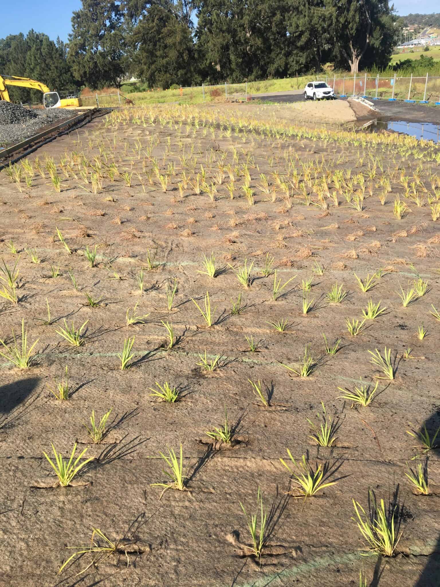 Slitted Jute Matting Roll 1.83m x 25m - 620gsm - All Stake Supply