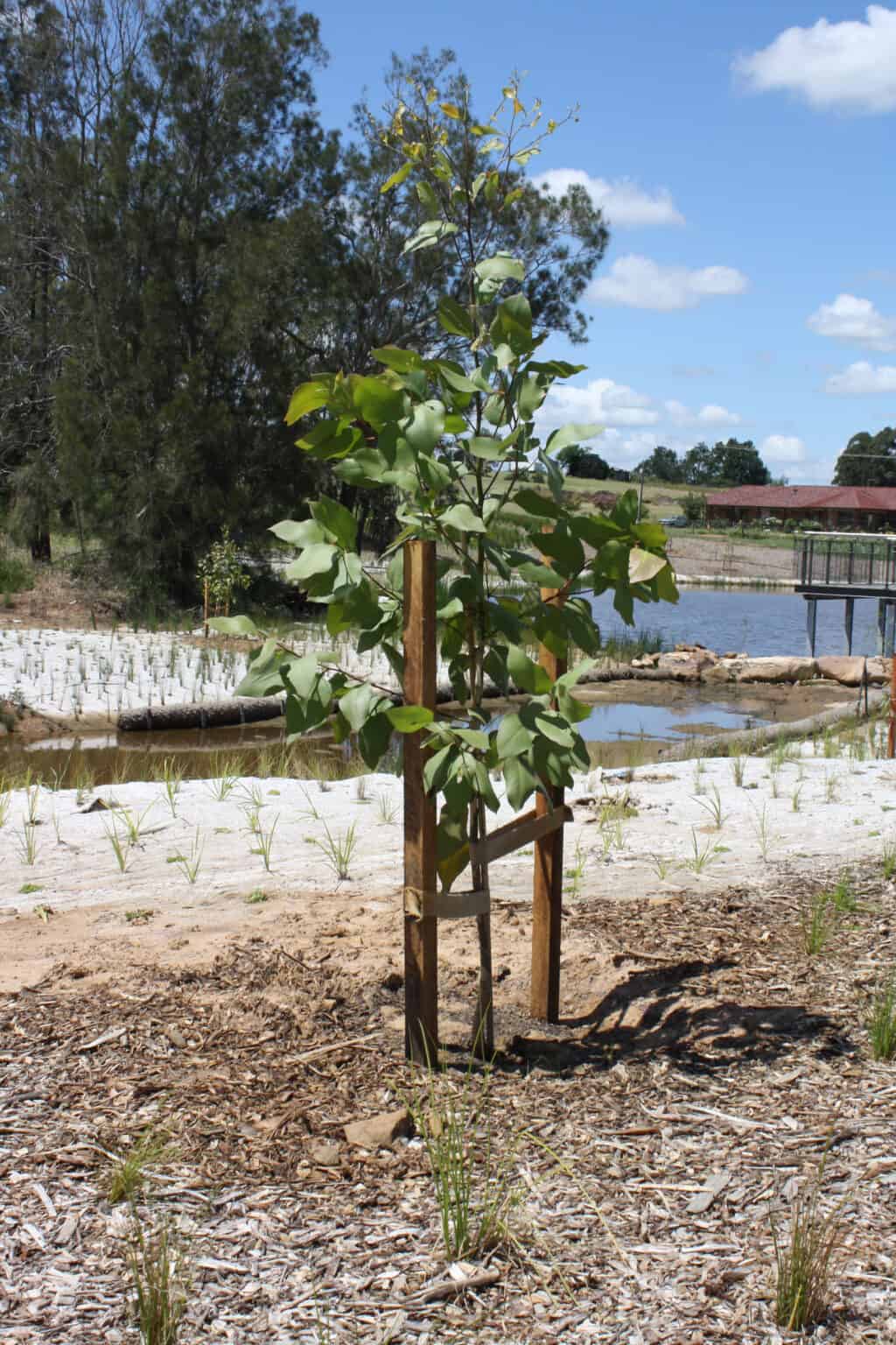 Hessian Tree Ties 50mm x 33m Roll - All Stake Supply